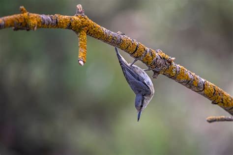 Where Do Nuthatches Nest Nuthatch Nesting Habits Explained Optics Mag