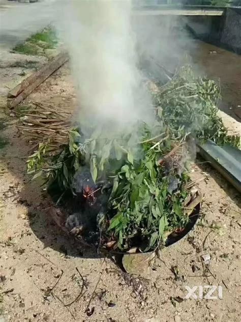 布荆树 大山谷图库