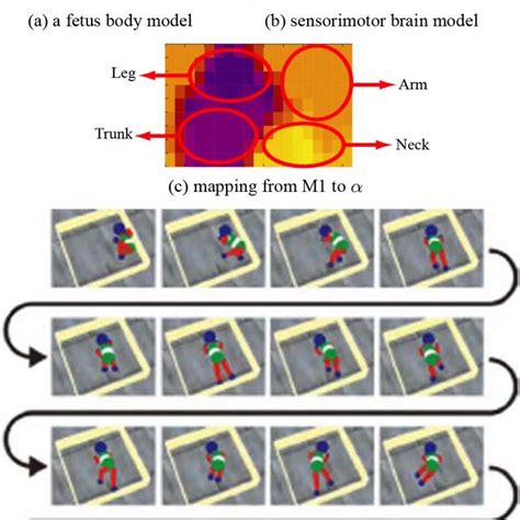 Fetal Sensorimotor Mapping And Neonatal Movements A A Fetus Body