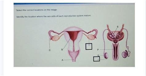 [free] Select The Correct Locations On The Image Identify The Location Where The Sex Cells Of