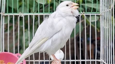 White Canary Bird Singing Song Non Stop Training Canaries Powerful