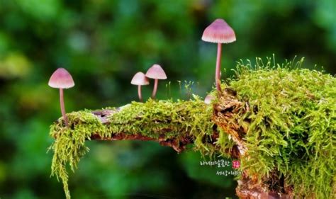 집에서 이끼 키우기 관리법 이끼 테라리움 네이버 블로그