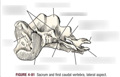 Anatlec Axial Skeleton [1st Caudal And Sacrum] Diagram Quizlet