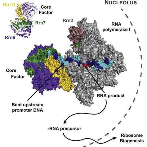 Rna Polymerase Structure Transcription And Translation