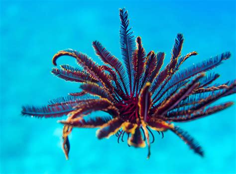 all about echinoderms ocean conservancy