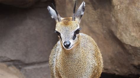 Klipspringer Antelope African Free Photo On Pixabay Pixabay