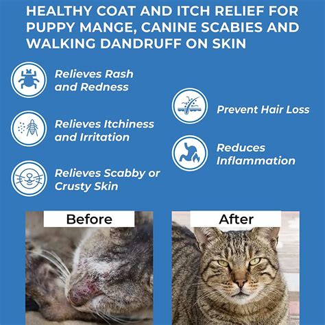 Demodectic Mange Cat