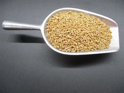 Buy 1003 Bronze Chief Kernels Hard Red Spring Wheat On Rock Run Bulk