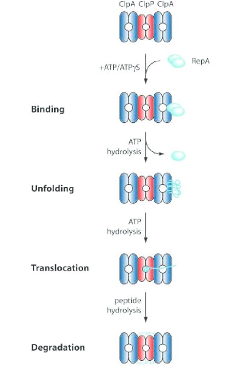 Atp Dependent Proteolysis Schematic Model Illustrating The Steps Of