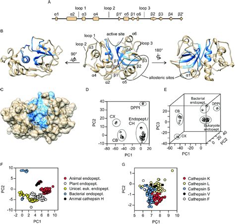 Overall Structure And Principal Component Analysis Of Papain Like