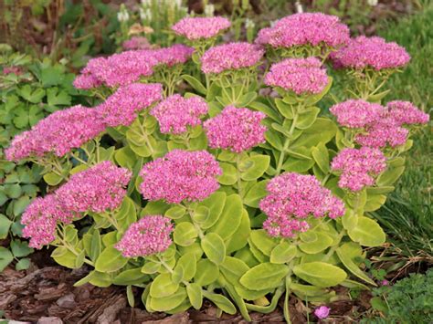 How To Grow And Care For Hylotelephium World Of Succulents