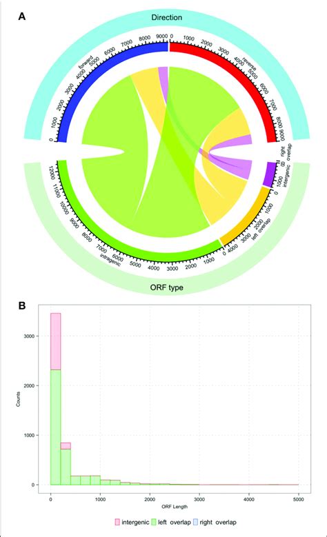 Description Of Potential Coding Open Reading Frames Orfs Within The