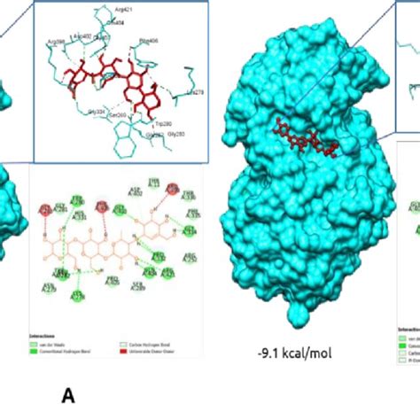 Molecular Docking Visualization Of α Amylase Enzyme With Ligand A