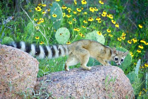 Texas Hill Country Ringtail Cat Bassariscus Astutus More… Flickr