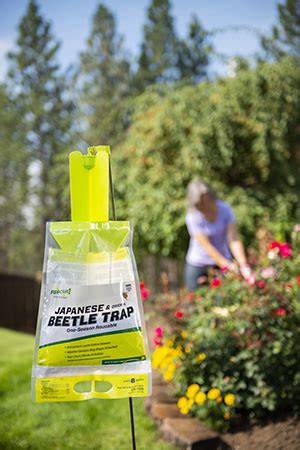 The Myths And Facts About Japanese Beetle Traps