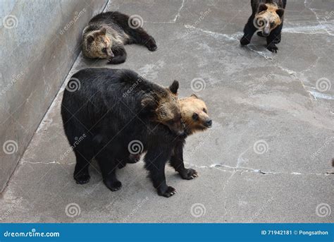 Bear Have Sex Stock Image Image Of Offender Nature 71942181