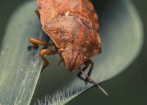 Macro Shot Of A Brown Stink Bug On A Green Fuzzy Leaf Surface Stock