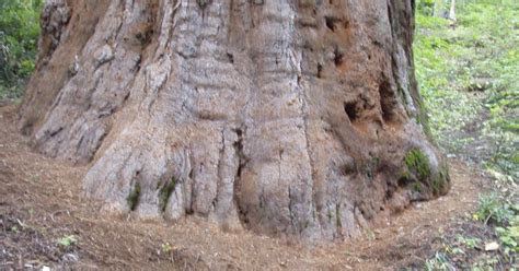 One Day In America A Sequoia Photo Essay