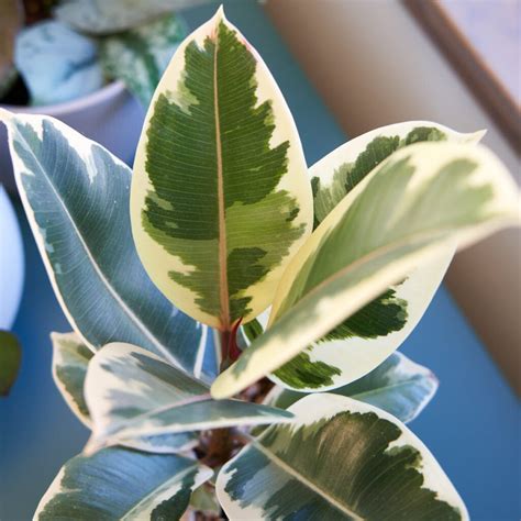 Ficus Tineke How To Care And Style Home Time Activities