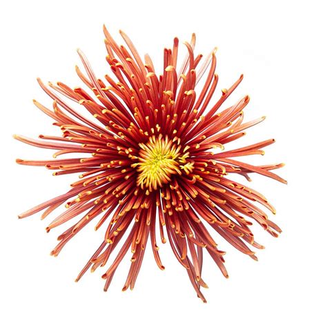 Spider Flambeau – The Queen's Flowers