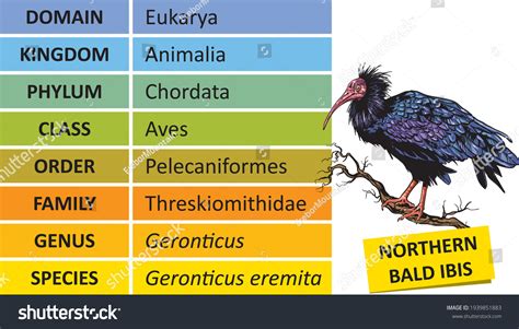 Hierarchy Biological Classifications Major Taxonomic Ranks Vector Có