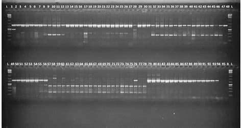 Transferability Of Atp6 Gene With Variable Amplicons Among The Allium Download Scientific