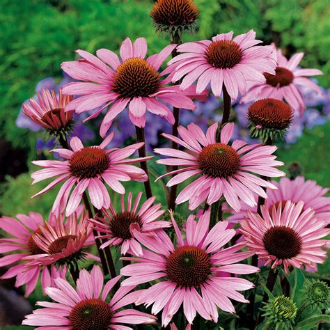 Solhatt Magnus 2l 2 Pack Köp Perenner Online Wexthuset