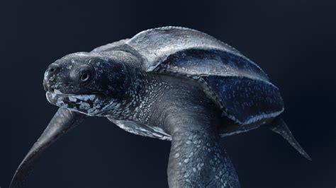 Johnson Martin Adult Leatherback Sea Turtle Dermochelys Coriacea