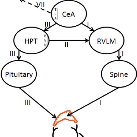Schematic Representation Of Pfc Inhibitory Influence On The Cea