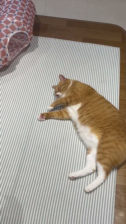 여유 넘치는 고양이 Youtube