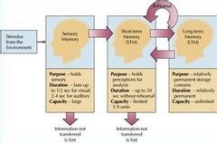 Psychology Chapter Memory Flashcards Quizlet