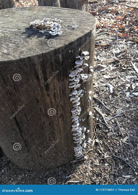 Tree Stump Fungus Stock Image Image Of Native Tree