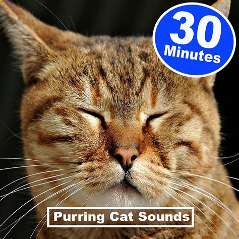 Cat Purr Sound Song By Loopable Radiance Cat Purring Sounds And White