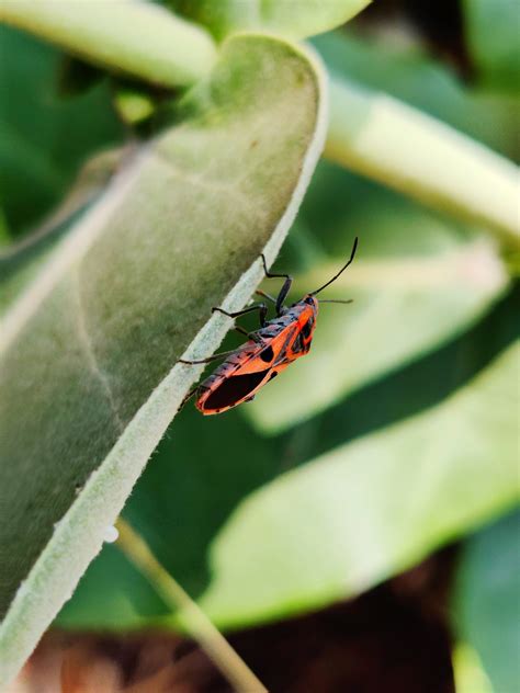 Red Bug On Plant Leaf Pixahive