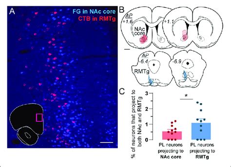 Retrograde Tracing Of Prelimbic Pl Neurons Projecting To Nucleus Download Scientific