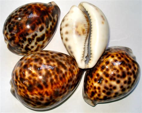 Harnessing The Power Of Wealth Cowries A Guide To Attracting Abundance