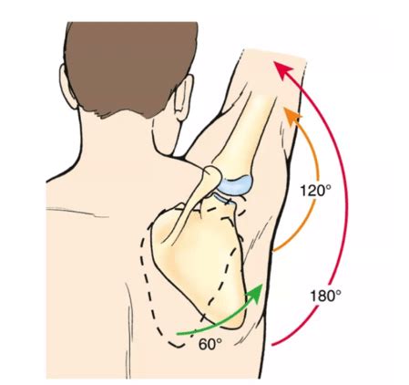Scapular Stability Importance Pivotal Motion Physiotherapy