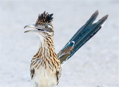 Greater Roadrunner | Audubon Field Guide