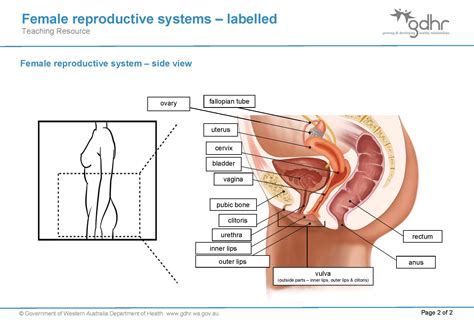 Female Reproductive System Side View