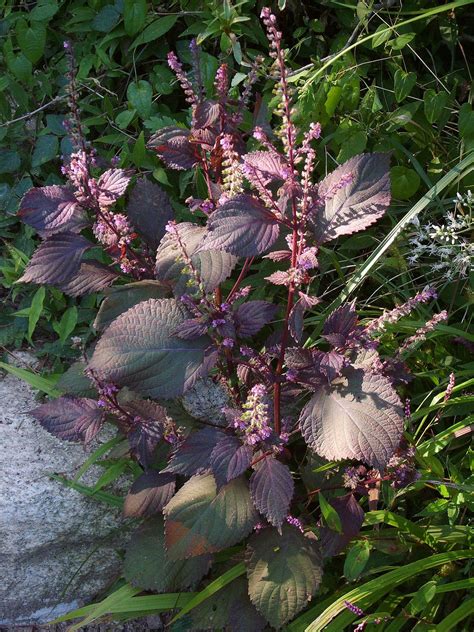 Shiso Permaculture Toowoomba Inc