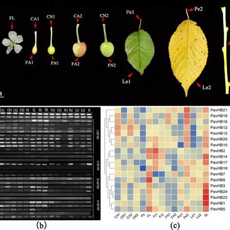 Gene Expression Levels In Different Tissue A Different Tissue Of Sweet Download Scientific