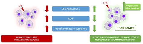 Hydroxy Selenomethionine An Organic Selenium Source Increases Selenoprotein Expression And