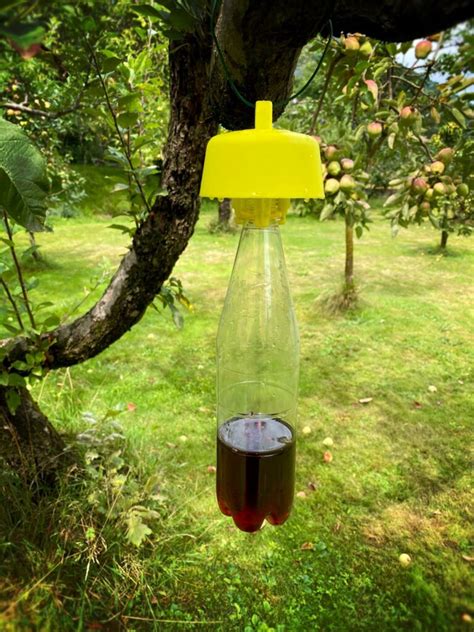 Diy Codling Moth Traps Tap Trap