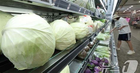 제주 양배추·당근 가격 하락할라재배면적 줄이세요