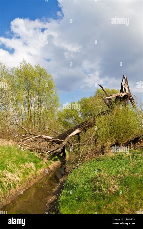 Snapped Tree In Storm Hi Res Stock Photography And Images Alamy