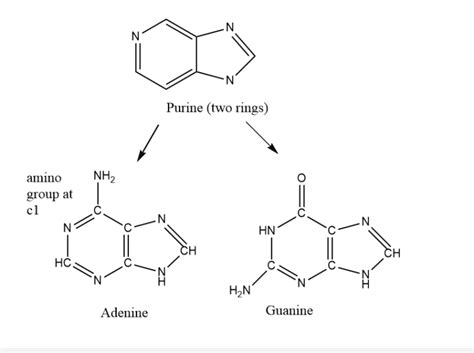 Nucleic Acids Definition Structure Reliable Function And 2 Major