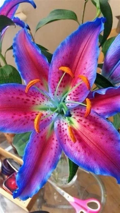 White Flower Wallpaper Lily Pad Flower Wallpaper Iphone Lock Screen Home Screen Aesthetic