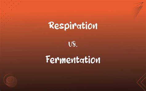 Respiration Vs Fermentation Whats The Difference