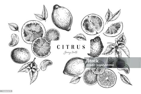손으로 그린 이국적인 감귤류 과일 벡터 오렌지 레몬 자몽 만다린 귤 라임 베르가못 전체 잎과 꽃으로 슬라이스 새겨진 그림입니다 메뉴 패키지 화장품 디자인 오렌지 감귤류