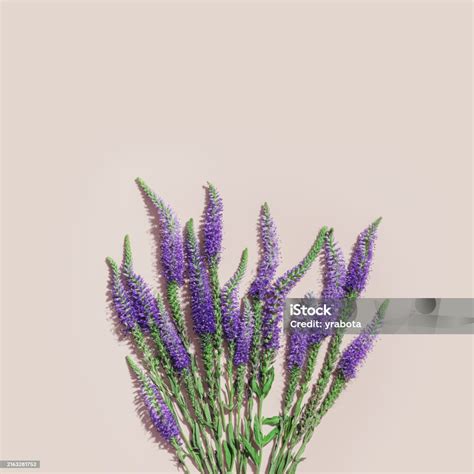 자연 피는 보라색 옅은 분홍색 밝은 배경에 트렌드 최소 레이아웃으로 꽃을 닫고 최소한의 트렌드 미적 꽃 개요 사진 야생화가 있는 아름 다운 자연 정물 베로니카 0명에 대한
